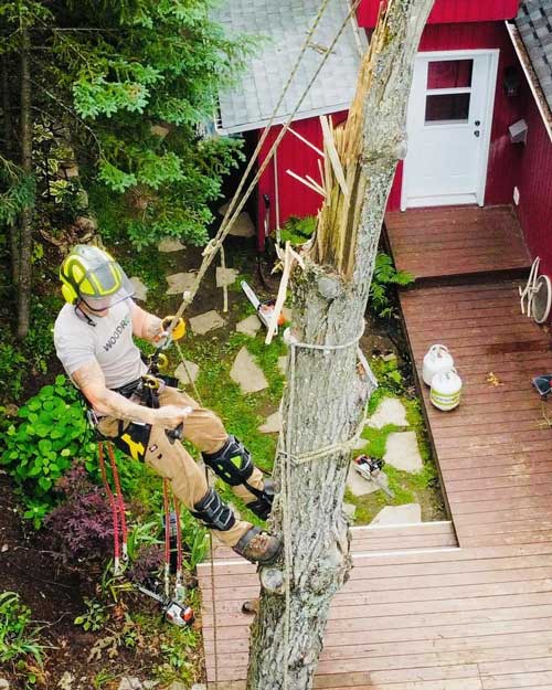 Welcome - Wood Roy Tree Service - High Risk Tree Removal Specialists